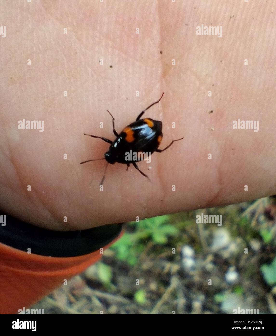 Orange-spotted Scaphidium (Scaphidium quadrimaculatum Stock Photo - Alamy