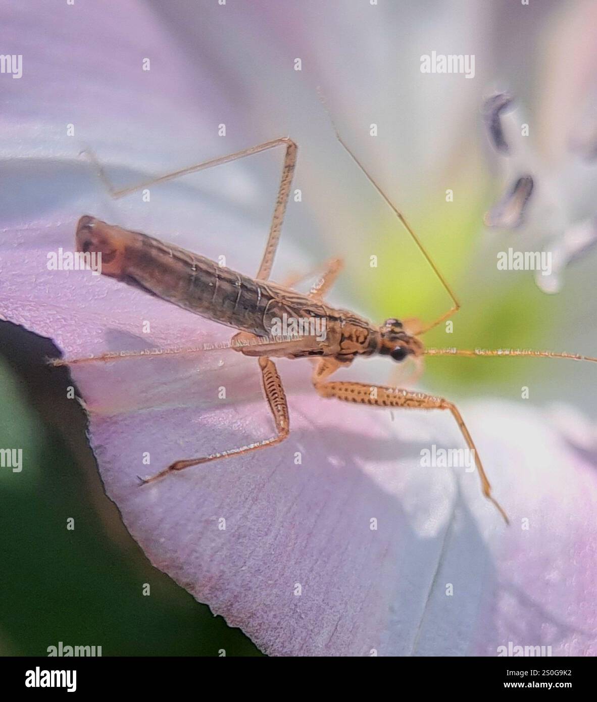 Marsh Damsel Bug (Nabis limbatus Stock Photo - Alamy