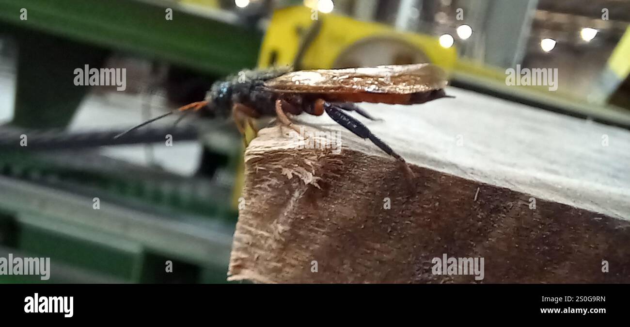 Steely-blue Woodwasp (Sirex juvencus Stock Photo - Alamy