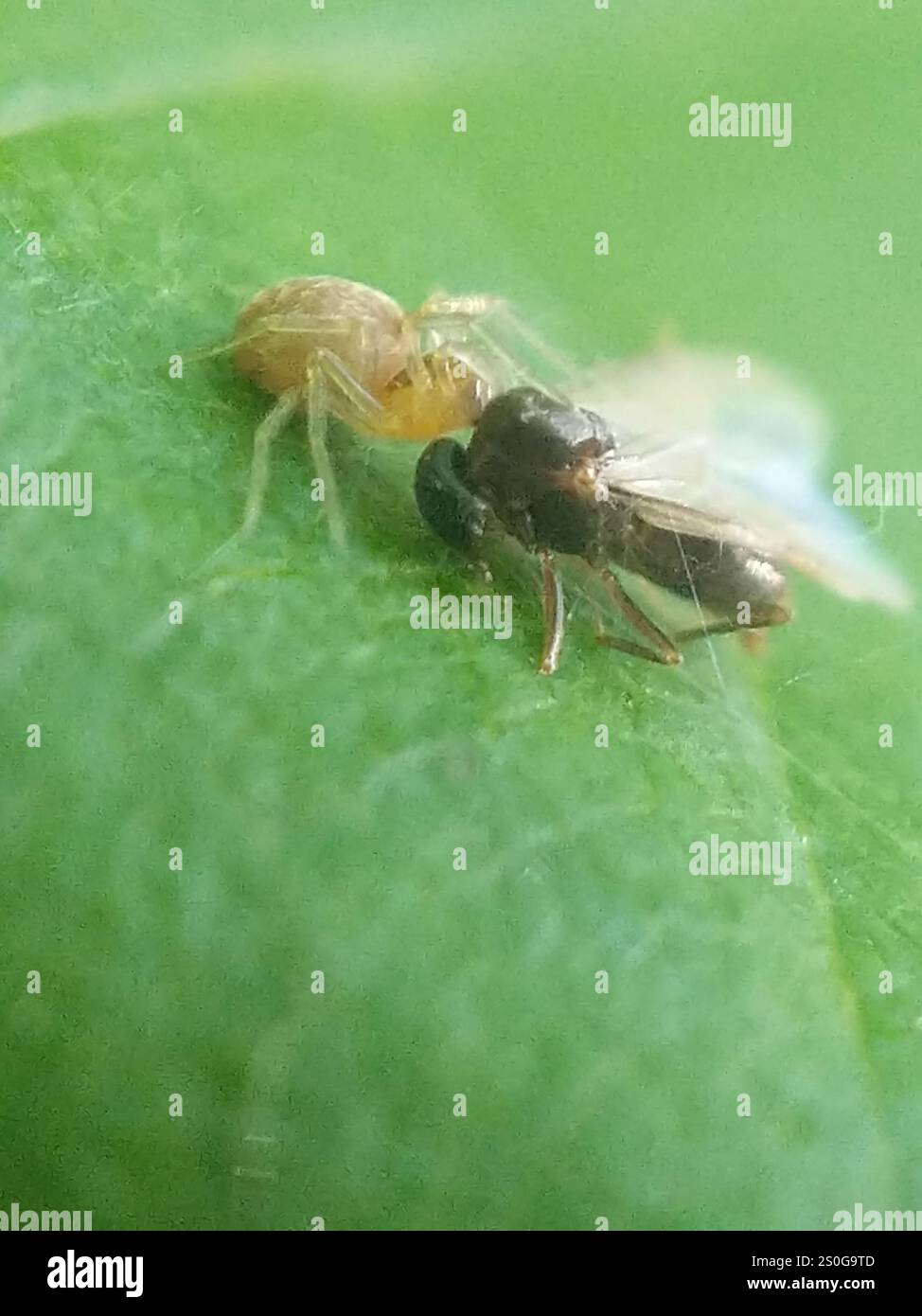 Meshweavers and Allies (Marronoid Stock Photo - Alamy