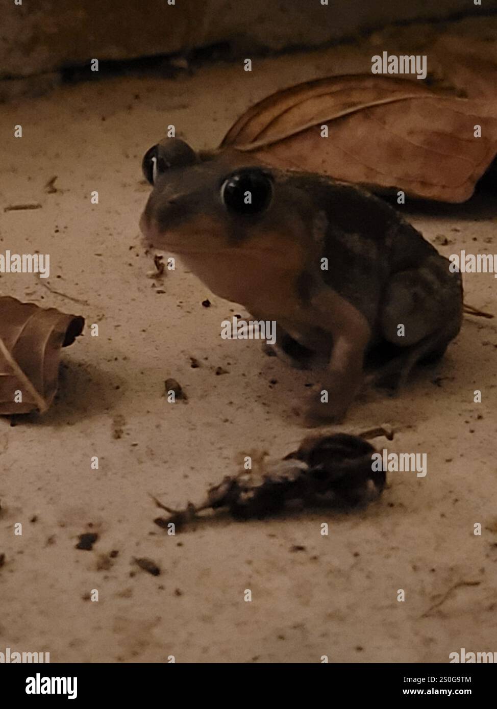 Eastern Spadefoot (Scaphiopus holbrookii Stock Photo - Alamy