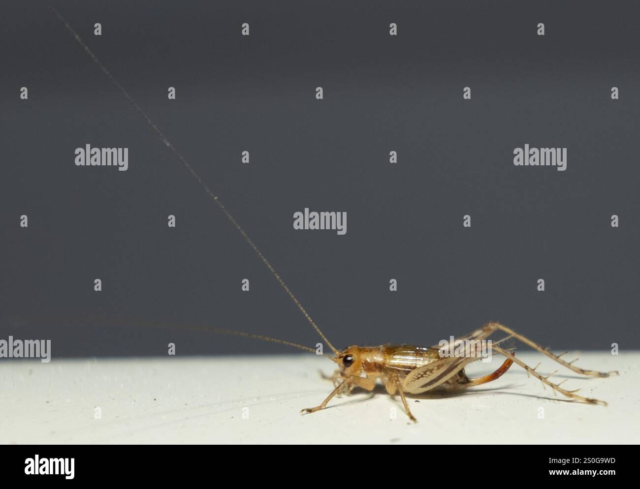 Brown Sword-tail Crickets (Anaxipha Stock Photo - Alamy