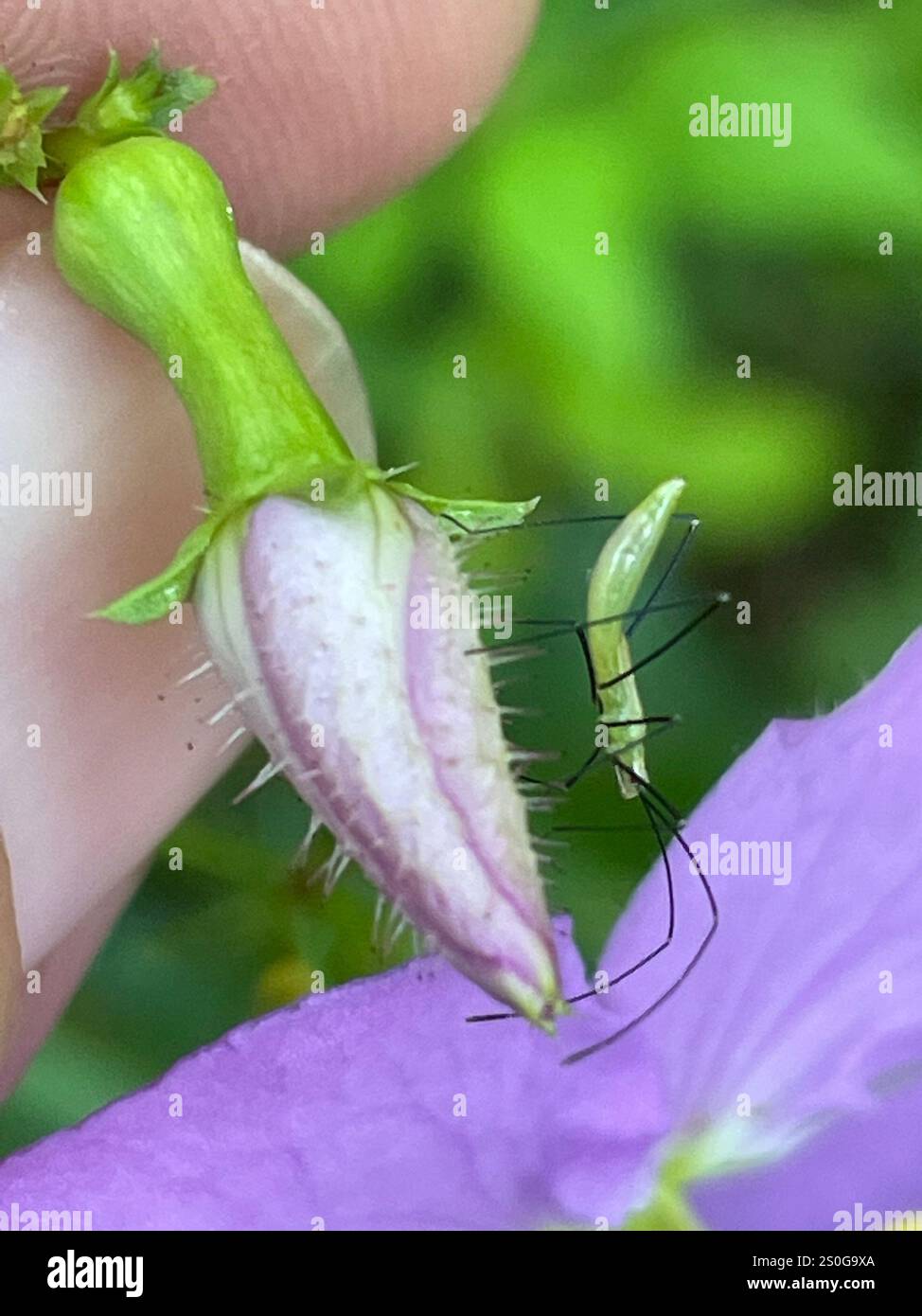 True Bugs (Heteroptera Stock Photo - Alamy