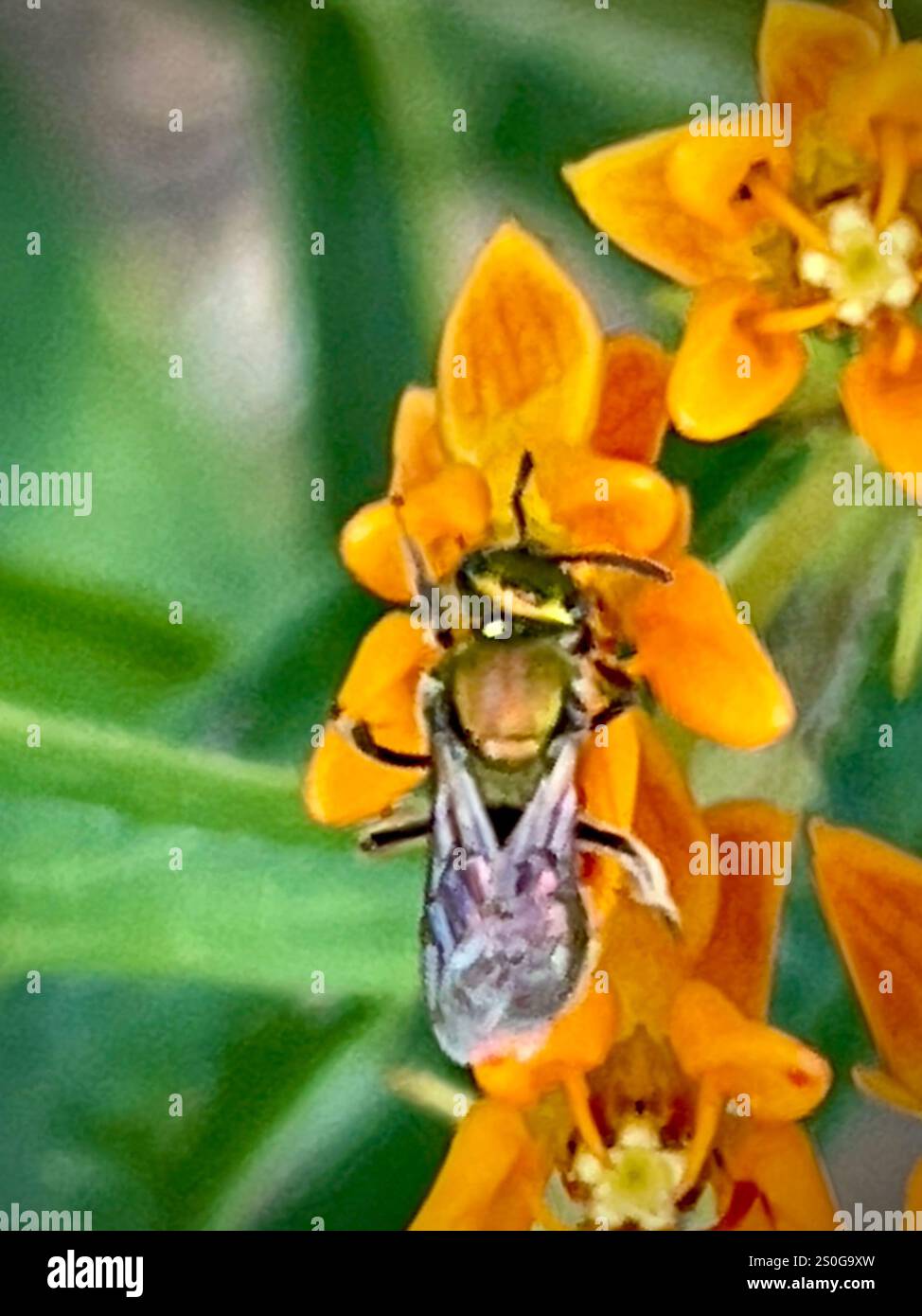 Augochlorine Sweat Bees (Augochlorini Stock Photo - Alamy