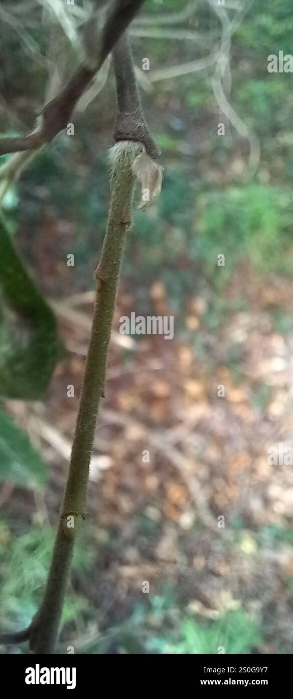 Rusty Willow (Salix atrocinerea Stock Photo - Alamy