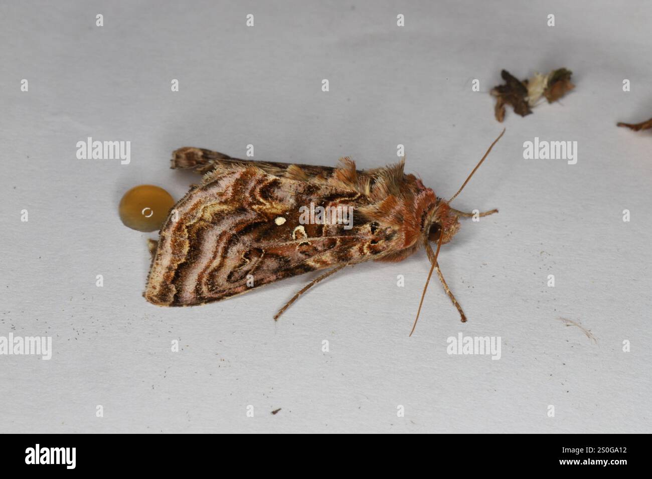 Wavy Chestnut Y Moth (Autographa mappa Stock Photo - Alamy