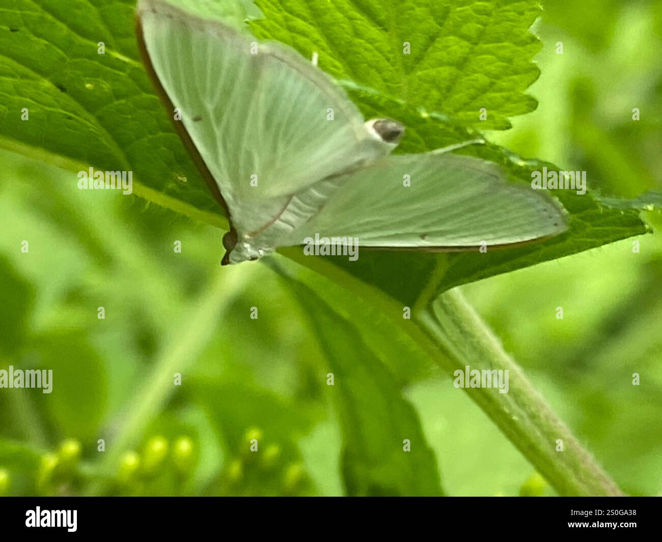 Orange-shouldered Sherbet Moth (Diaphania costata Stock Photo - Alamy
