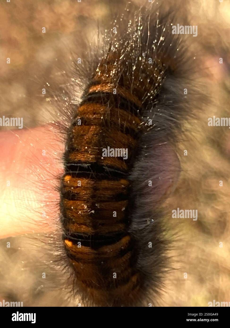 Fox Moth (Macrothylacia rubi Stock Photo - Alamy