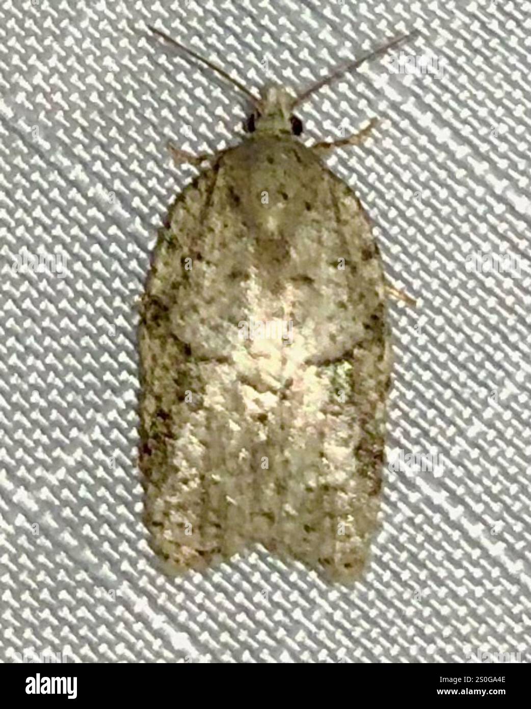 North American Black-headed Birch Leaffolder Moth (Acleris placidana ...