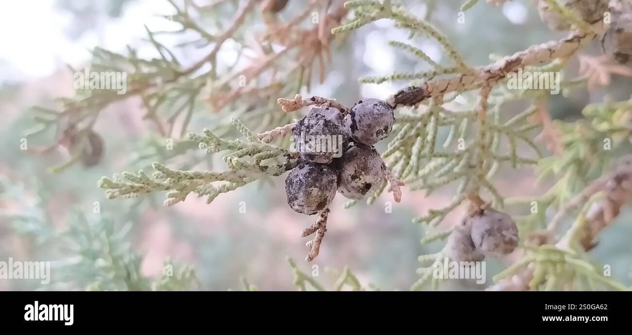 Pashtun juniper (Juniperus seravschanica Stock Photo - Alamy