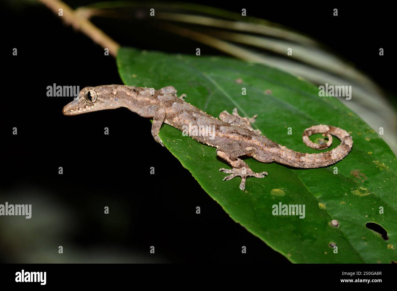 Slender Forest Gecko (Hemidactylus ansorgii Stock Photo - Alamy