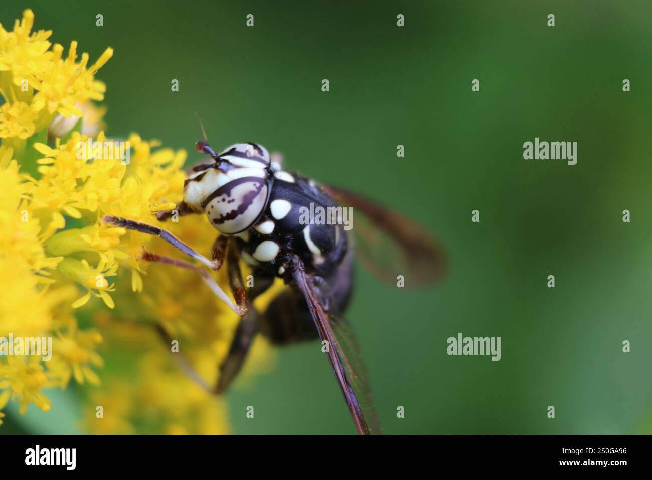 Bald-faced Hornet Fly (Spilomyia fusca Stock Photo - Alamy