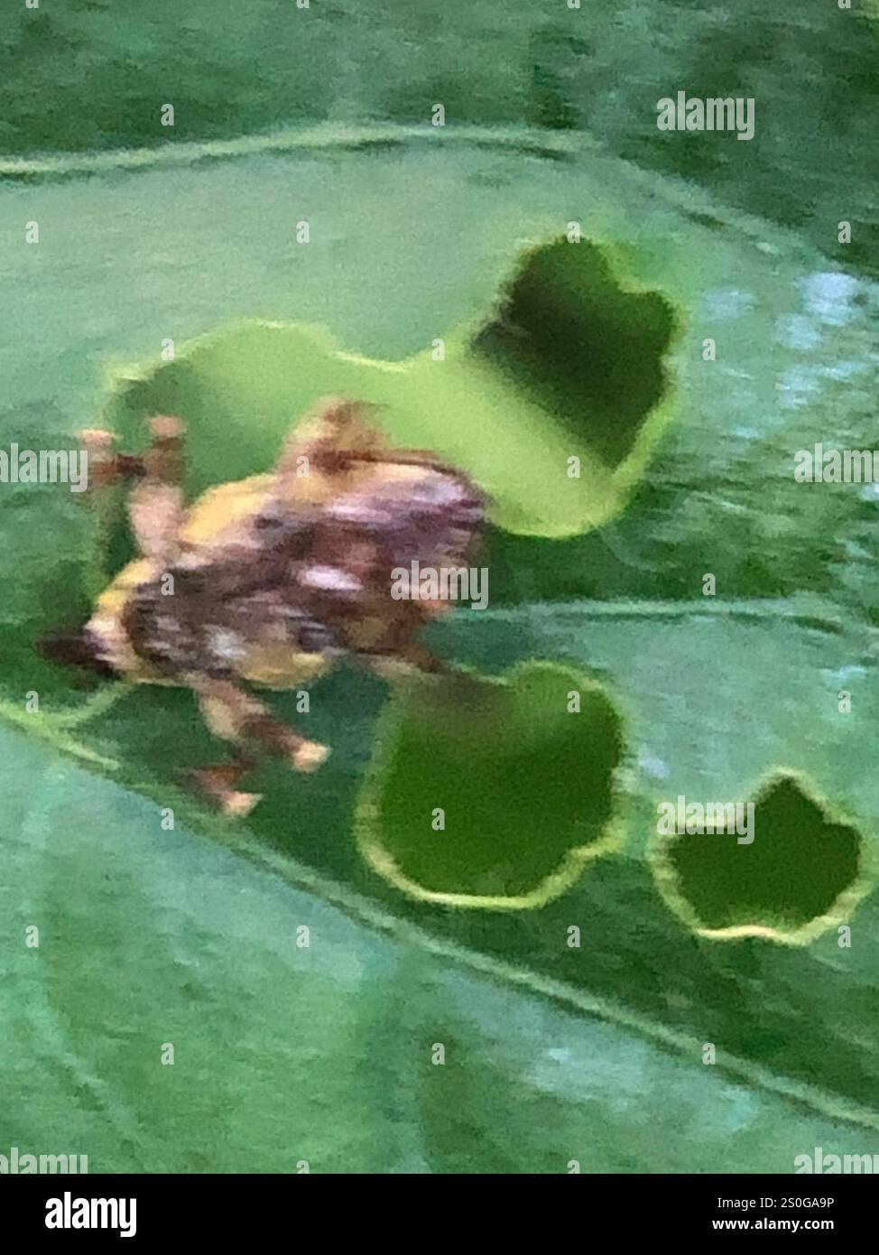 True Weevils (Curculionidae Stock Photo - Alamy