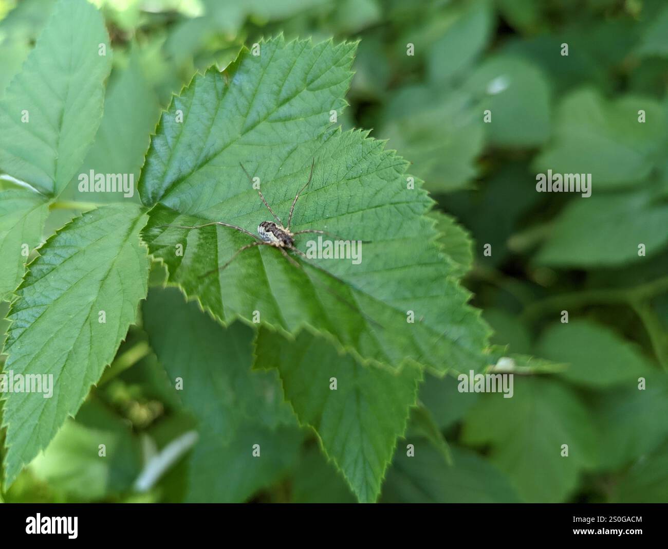 Saddleback Harvestman (Mitopus morio Stock Photo - Alamy