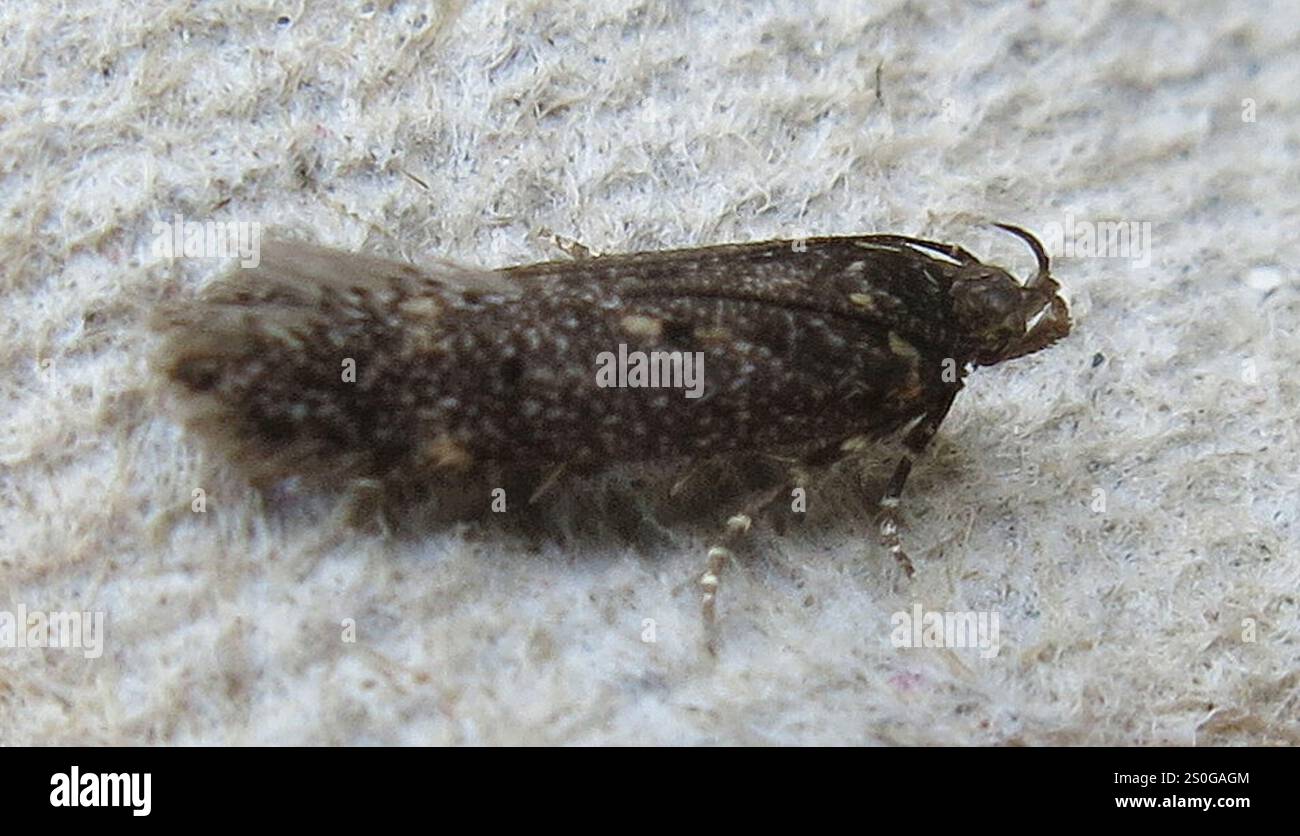 Dark Groundling (Bryotropha affinis Stock Photo - Alamy