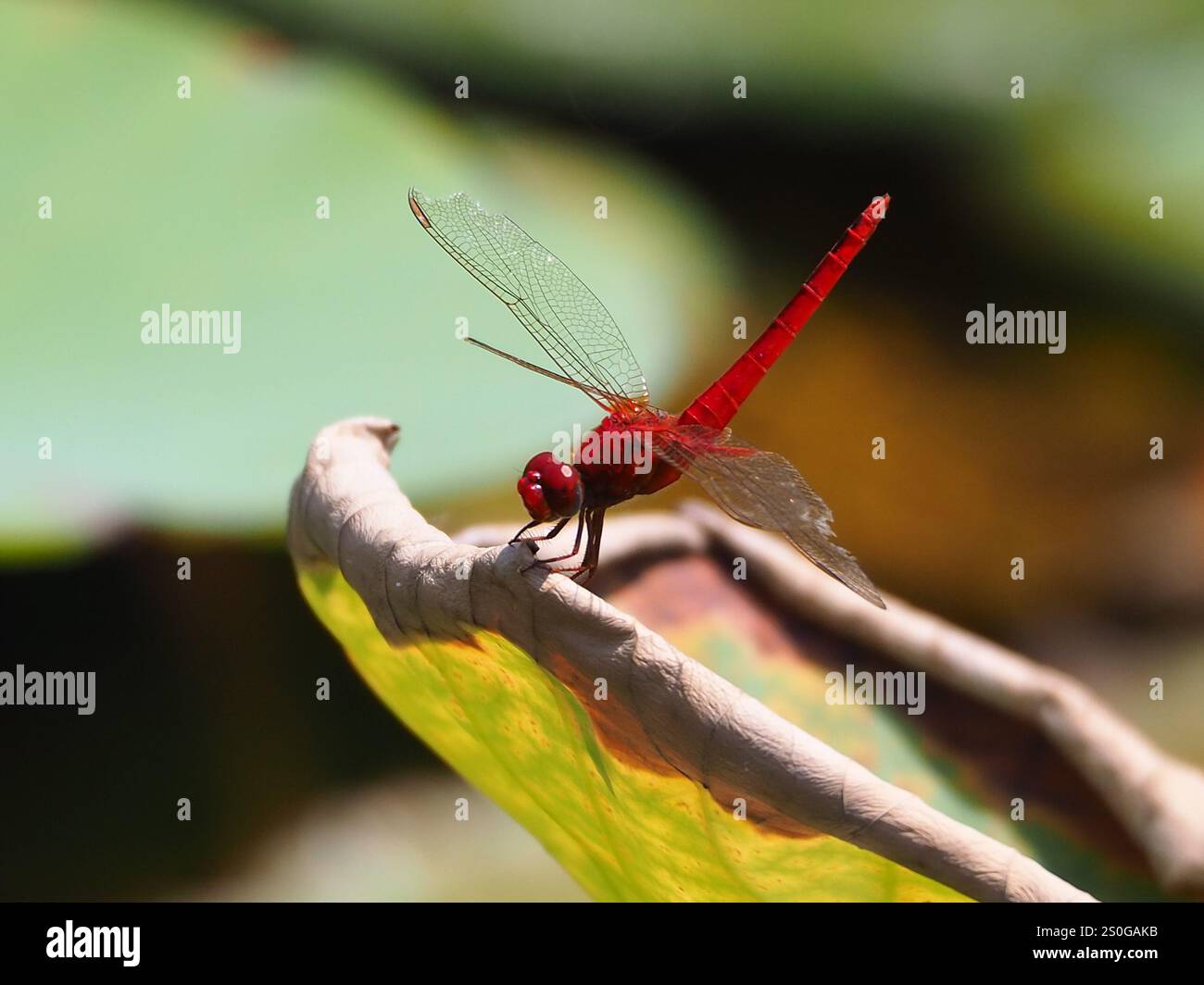 Scarlet Basker (Urothemis signata Stock Photo - Alamy