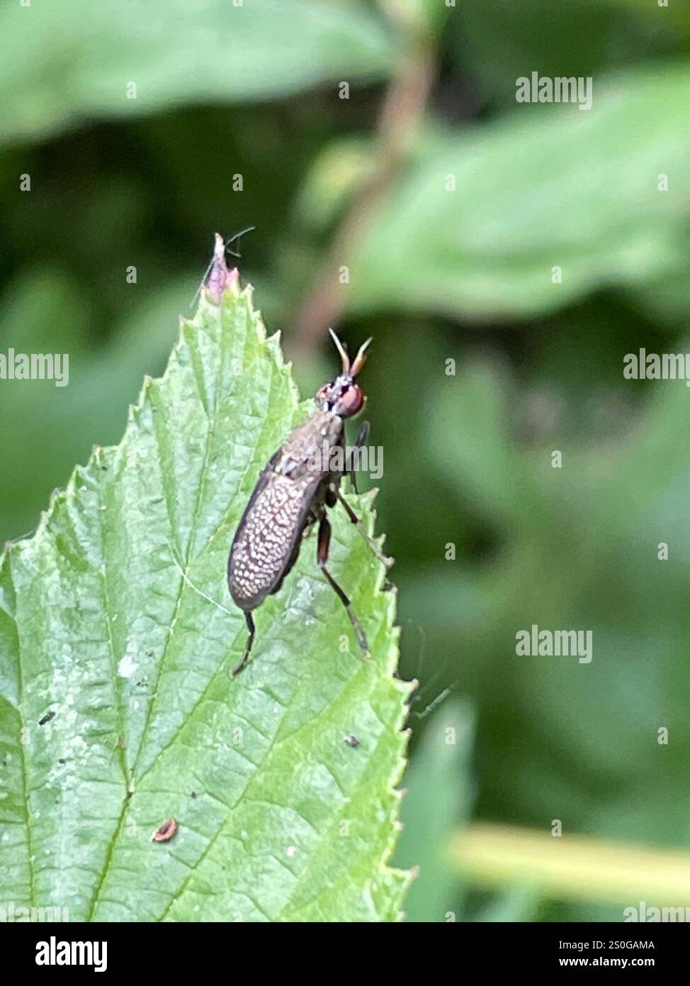Sieve-winged Snailkiller (Coremacera marginata Stock Photo - Alamy