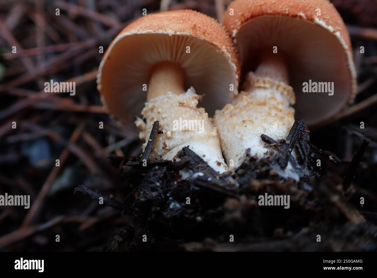 cinnabar powdercap (Cystodermella cinnabarina Stock Photo - Alamy