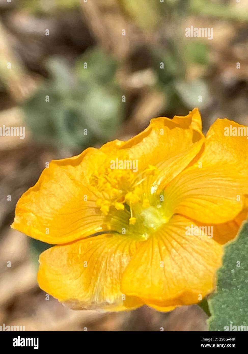 sweet Indian Mallow (Abutilon fruticosum Stock Photo - Alamy
