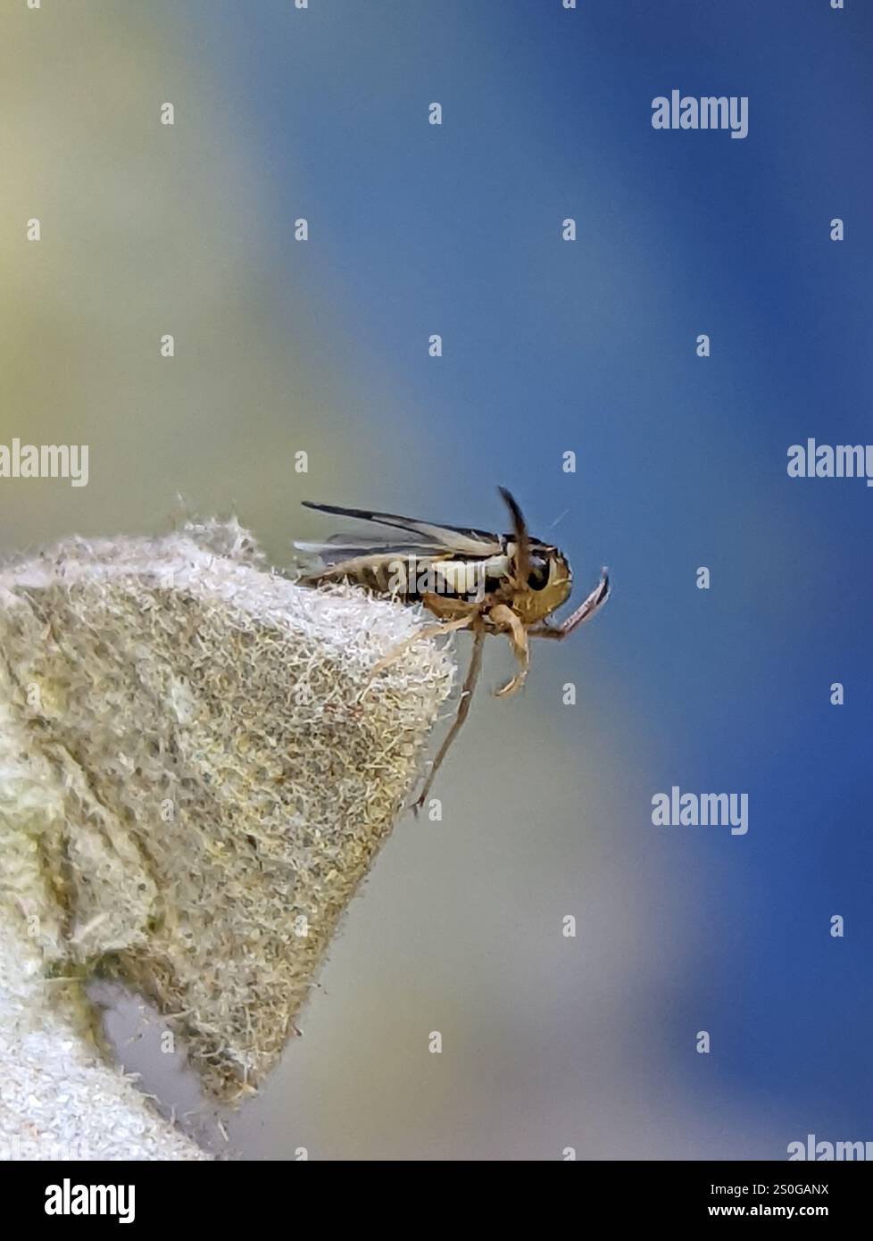 Sigara lateralis hi-res stock photography and images - Alamy