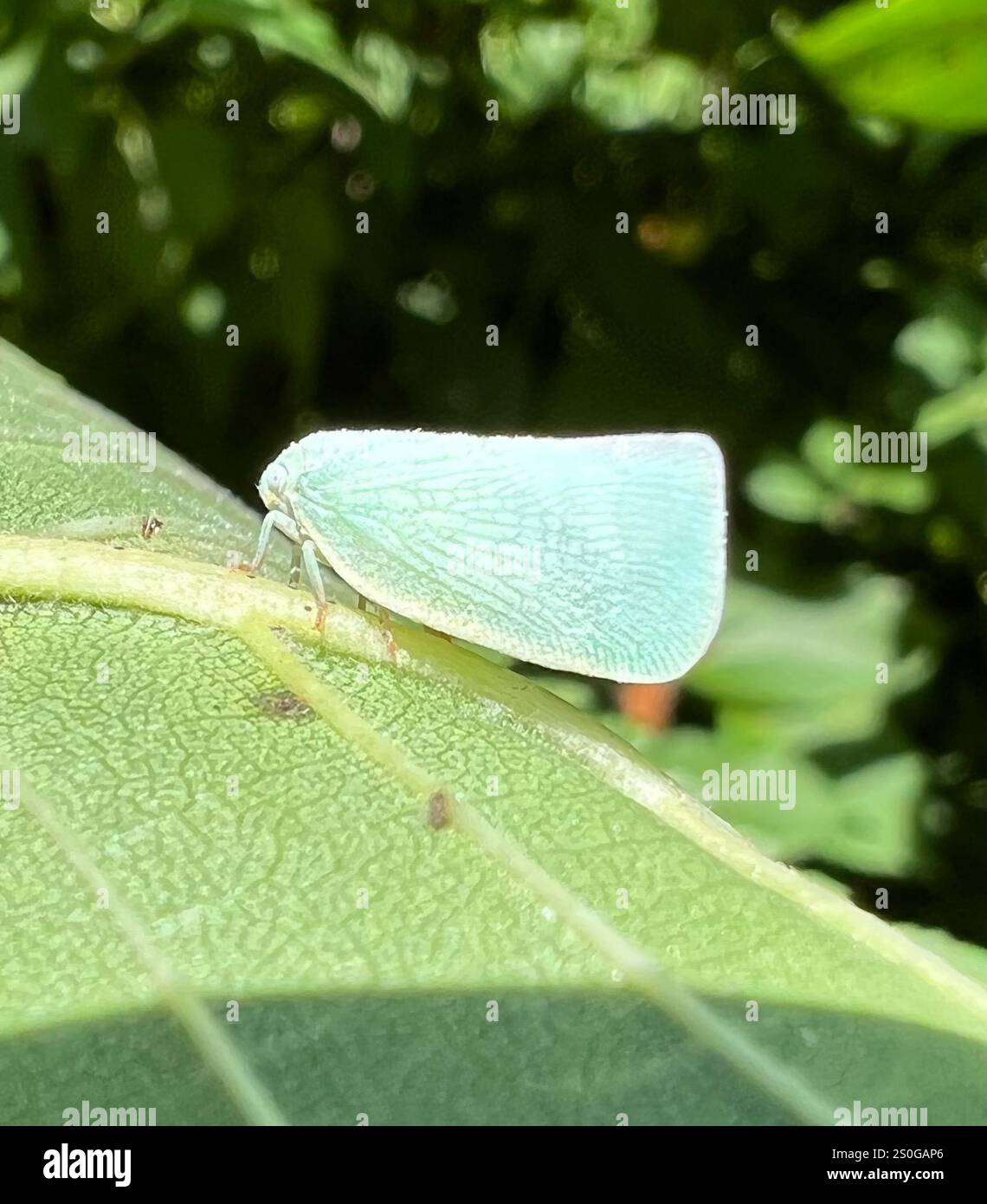 Northern Flatid Planthopper (Flatormenis proxima Stock Photo - Alamy
