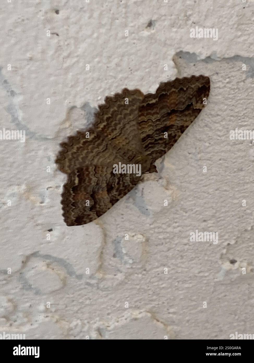 Triphosa haesitata hi-res stock photography and images - Alamy