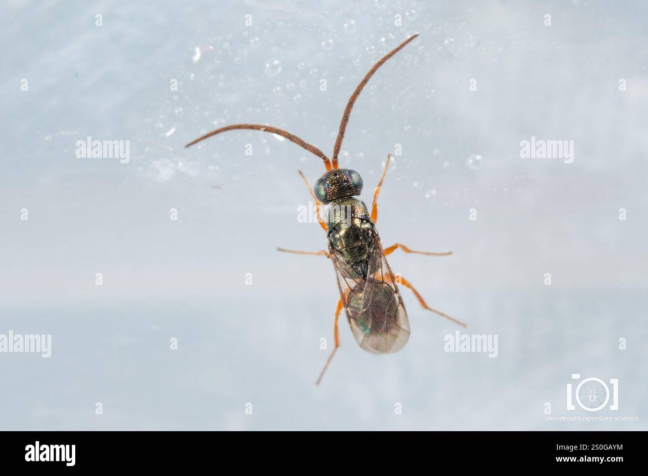Adelphe hi-res stock photography and images - Alamy