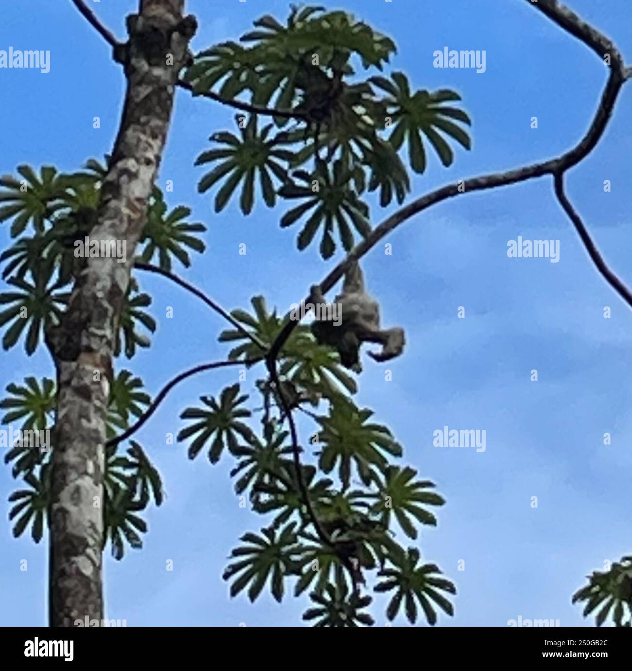 trumpet-tree (Cecropia obtusifolia Stock Photo - Alamy