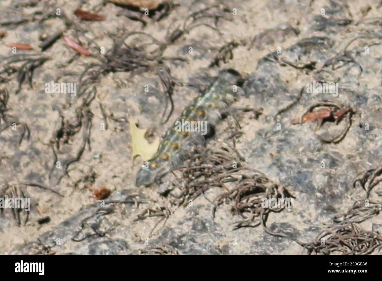 Greater Oak Dagger (Acronicta lobeliae Stock Photo - Alamy