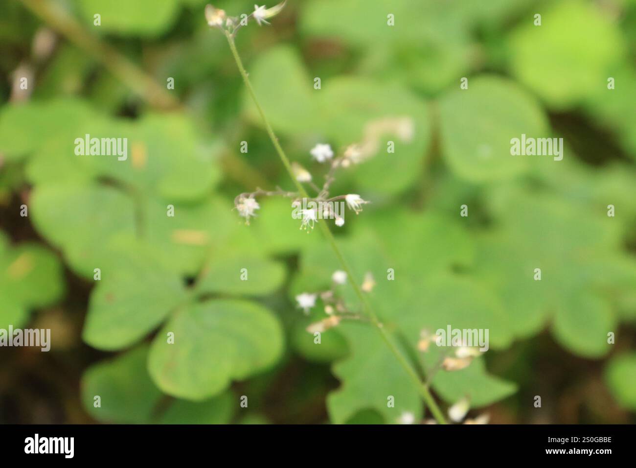 Oneleaf Foamflower (Tiarella trifoliata unifoliata Stock Photo - Alamy