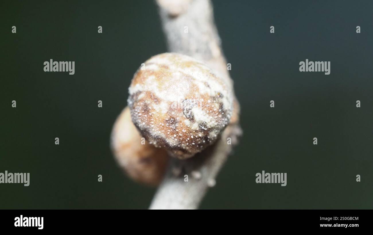 live oak kermes (Allokermes cueroensis Stock Photo - Alamy