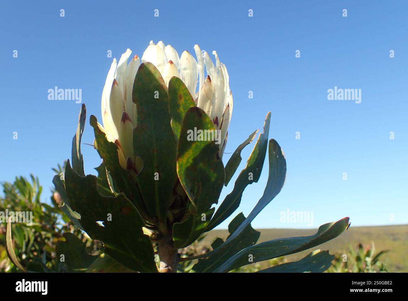 Limestone Sugarbush (Protea obtusifolia Stock Photo - Alamy