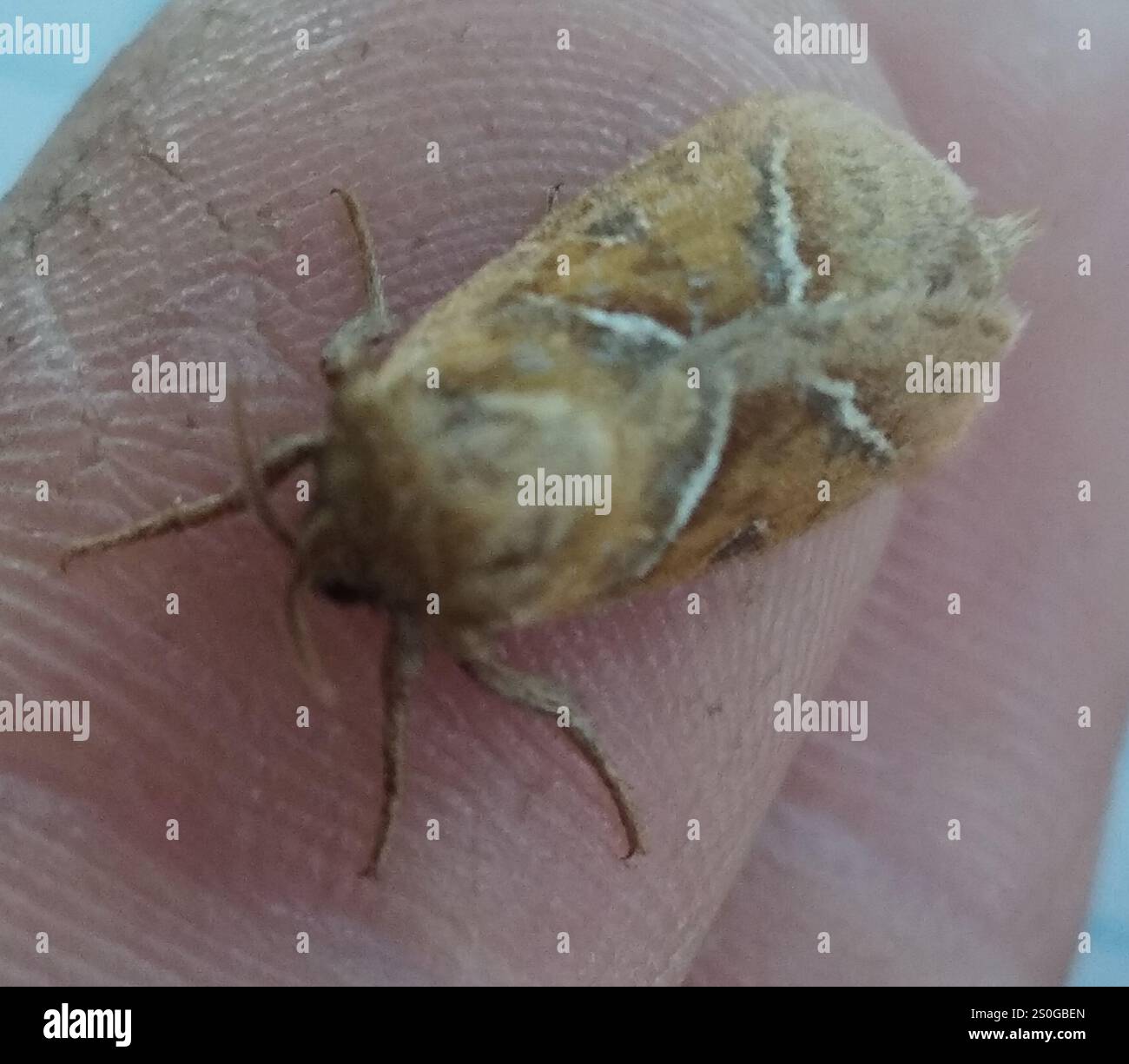 Orange Swift (Triodia sylvina Stock Photo - Alamy