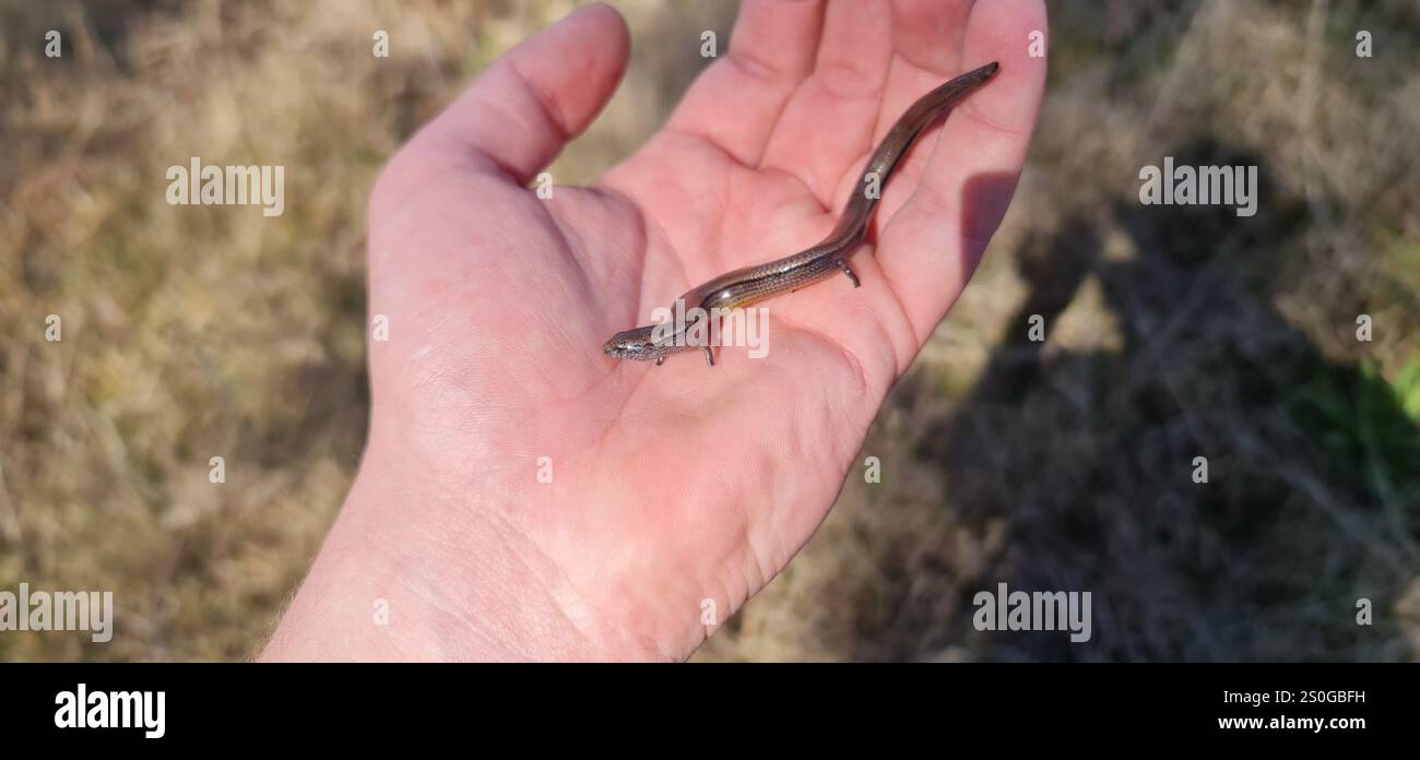 Yellow-bellied Three-toed Skink (Saiphos equalis Stock Photo - Alamy