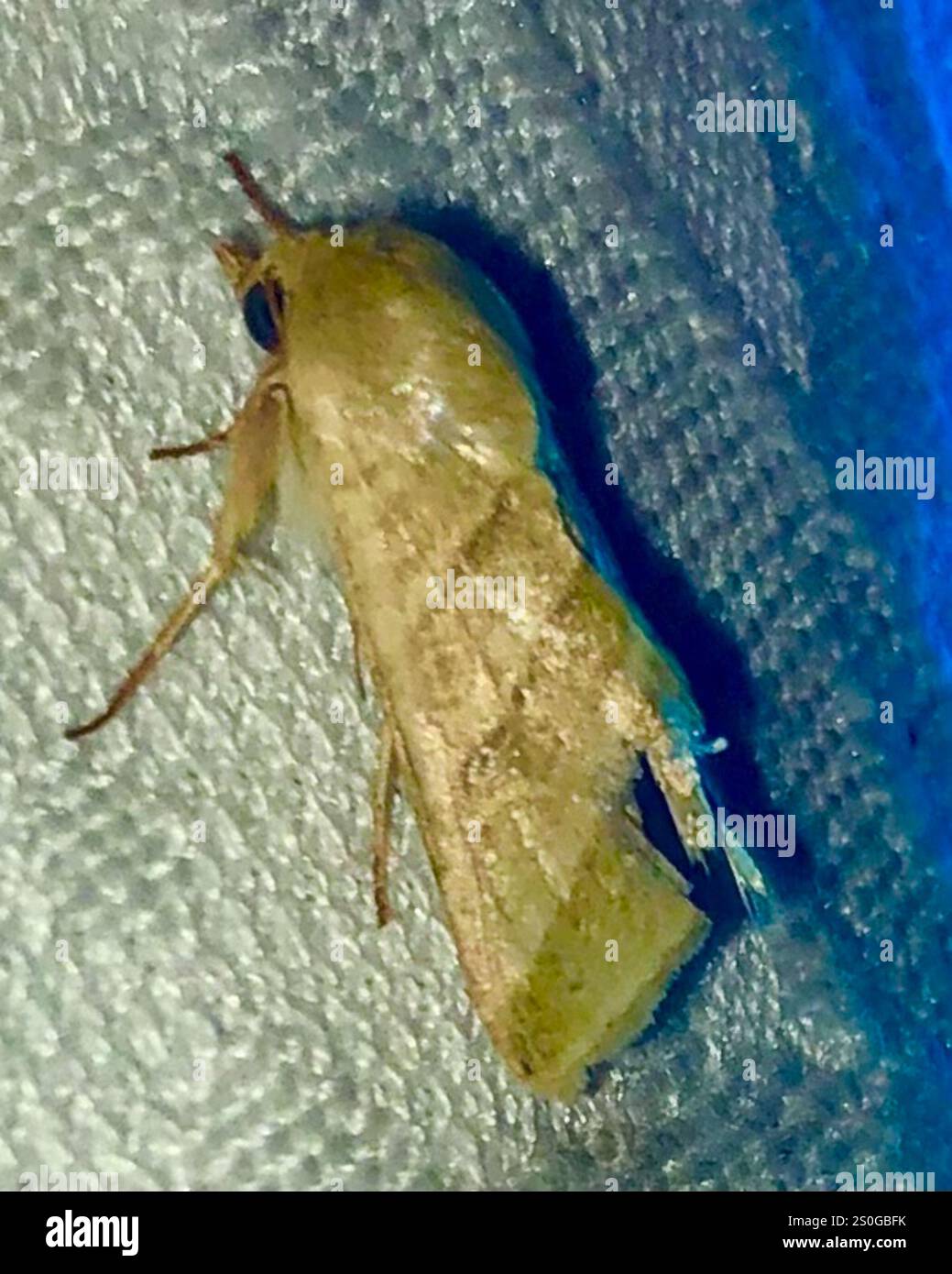 Tobacco Budworm Moth (Chloridea virescens Stock Photo - Alamy