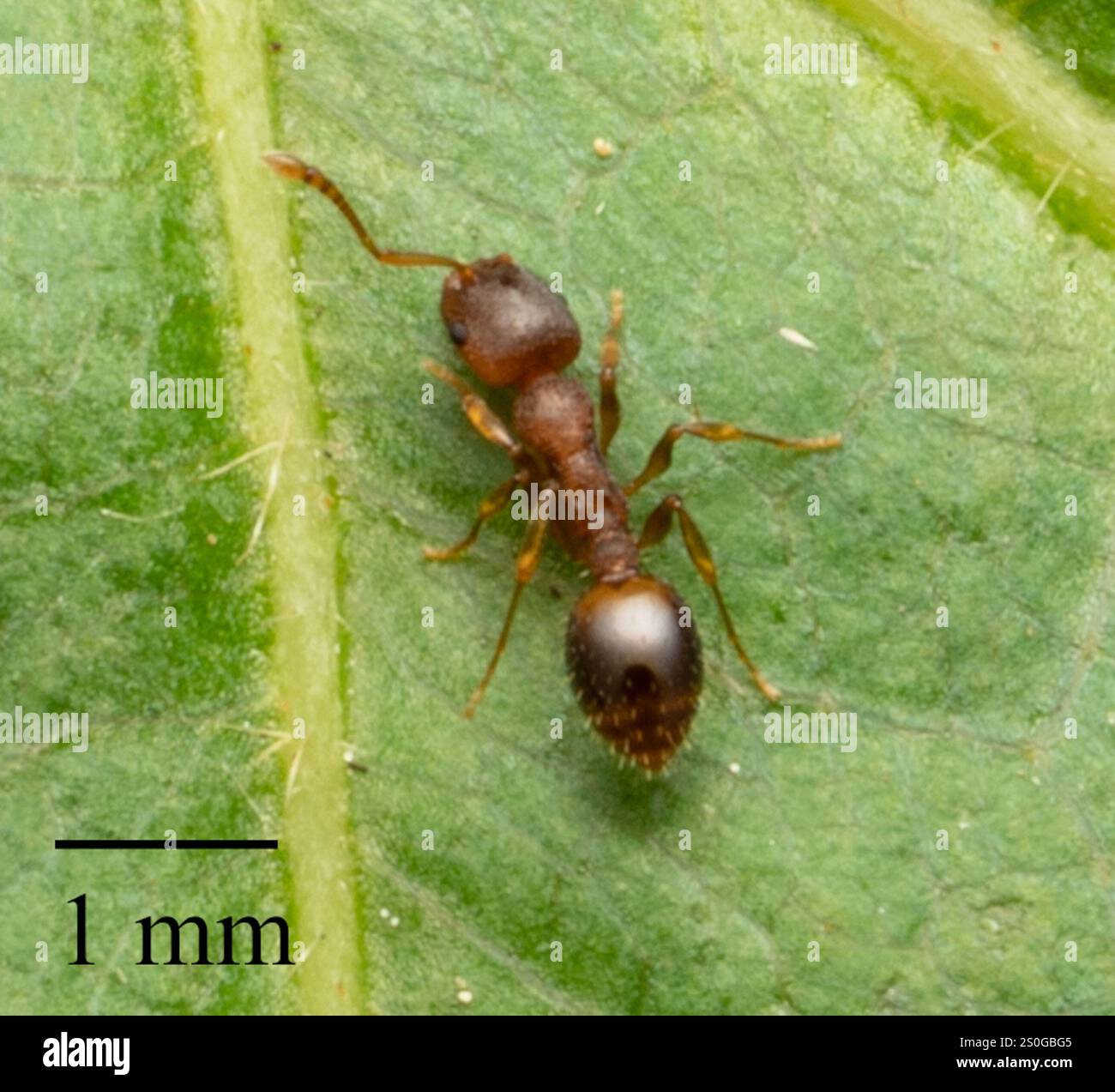 Acorn Ants and Allies (Temnothorax Stock Photo - Alamy