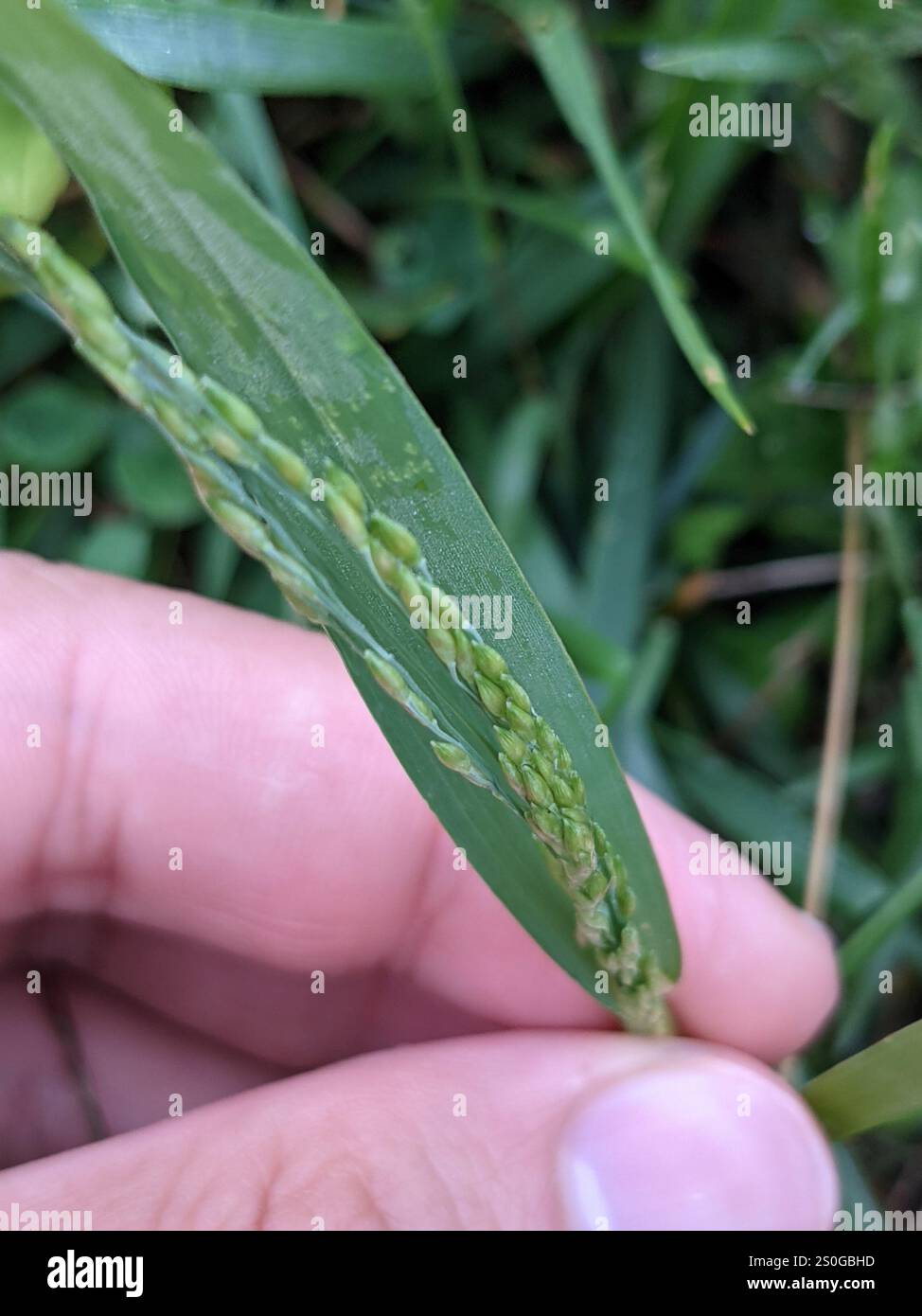 Smooth Witchgrass (Panicum dichotomiflorum Stock Photo - Alamy
