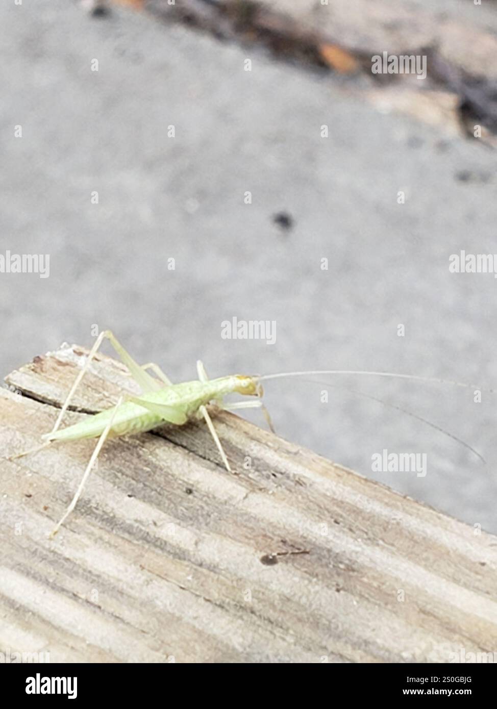 Common Tree Crickets (Oecanthus Stock Photo - Alamy