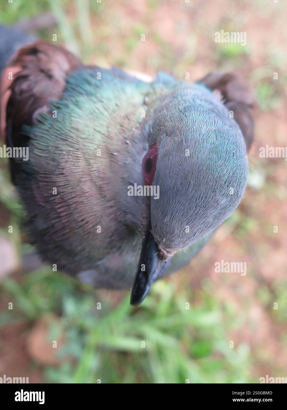 Lemon Dove (São Tomé) (Aplopelia larvata simplex Stock Photo - Alamy