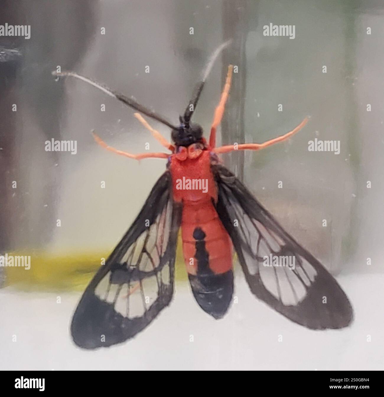 Scarlet-bodied Wasp Moth (Cosmosoma myrodora Stock Photo - Alamy