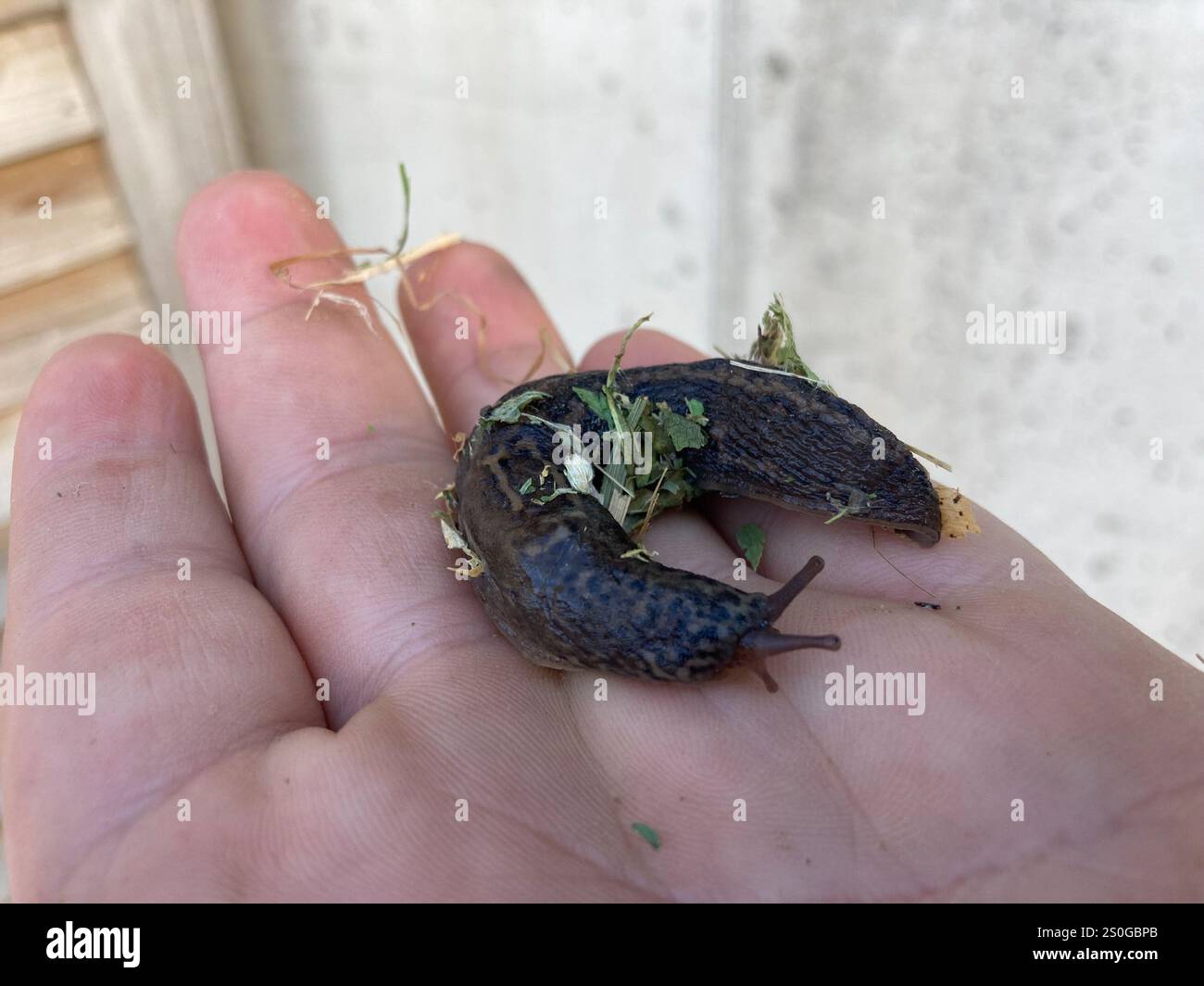 Leopard Slug (Limax maximus Stock Photo - Alamy