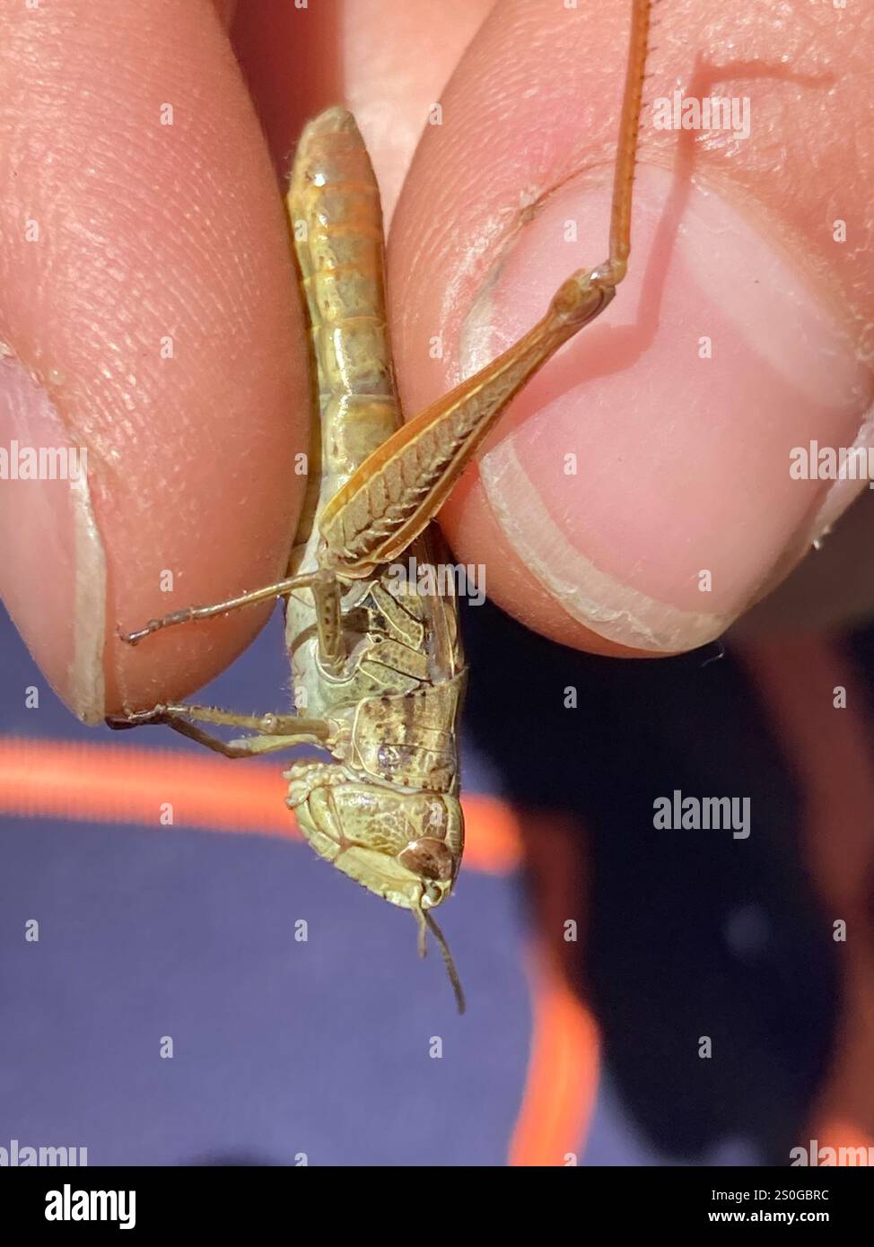 Locomotive Grasshopper (Chorthippus apricarius Stock Photo - Alamy