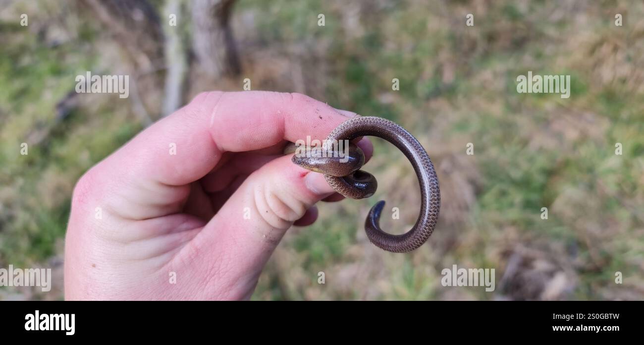 Two-clawed Worm-skink (Anomalopus leuckartii Stock Photo - Alamy Two-clawed Worm-skink (Anomalopus leuckartii Stock Photo - Alamy