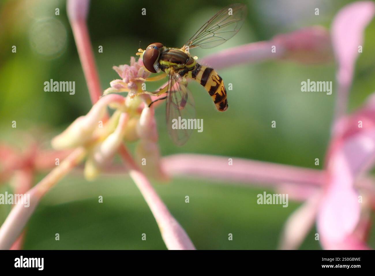 Eastern Calligrapher (Toxomerus geminatus Stock Photo - Alamy