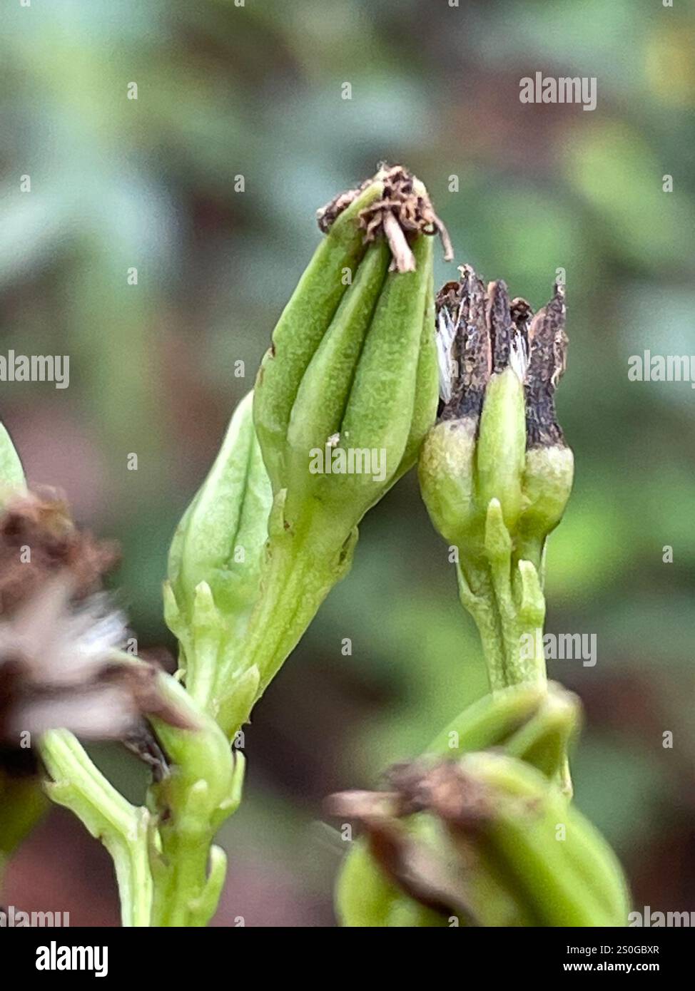 pale Indian plantain (Arnoglossum atriplicifolium Stock Photo - Alamy