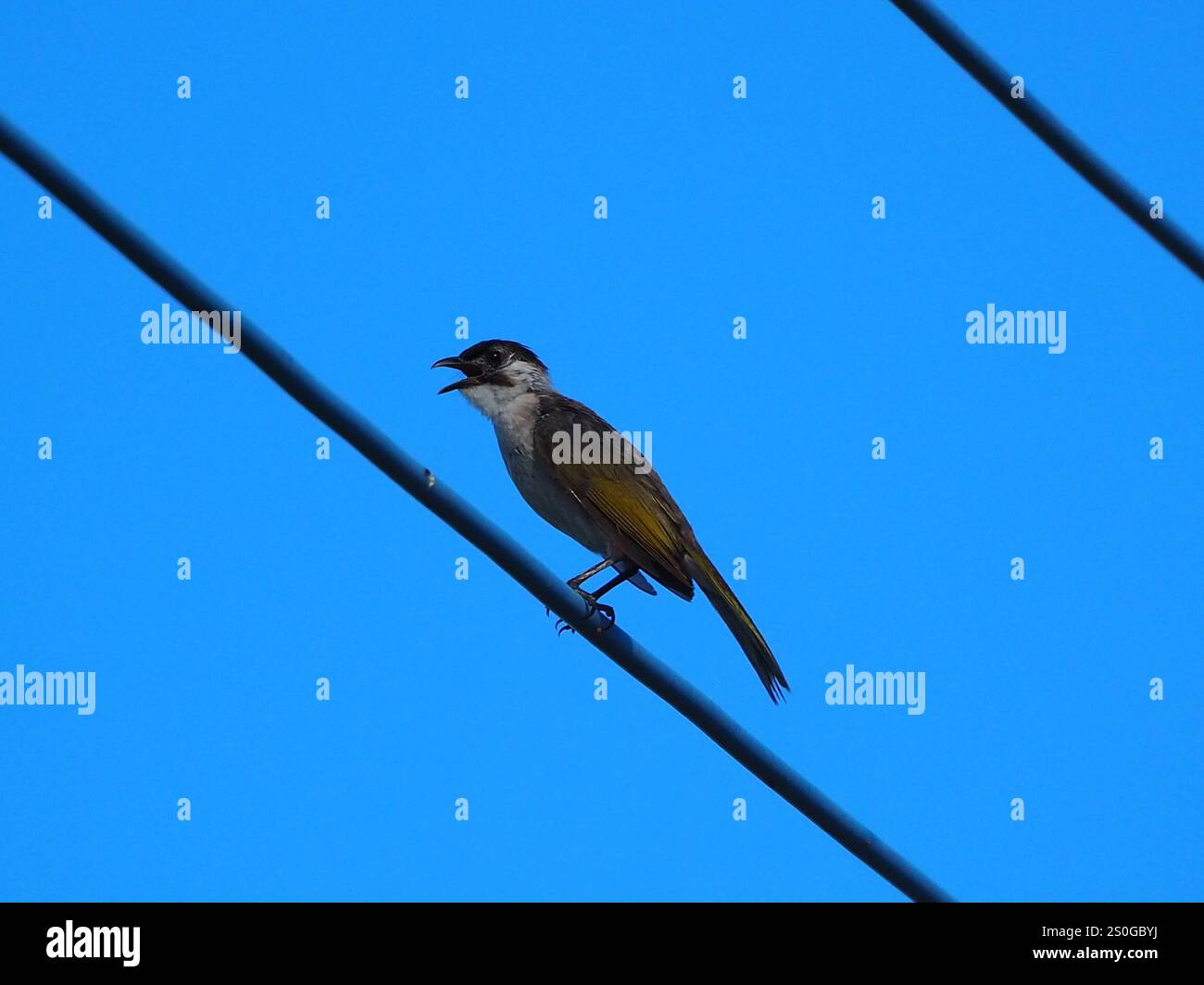 Styan's Bulbul (Pycnonotus taivanus Stock Photo - Alamy