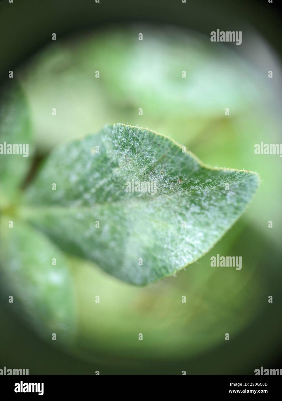 legume powdery mildew group (Erysiphe pisi Stock Photo - Alamy