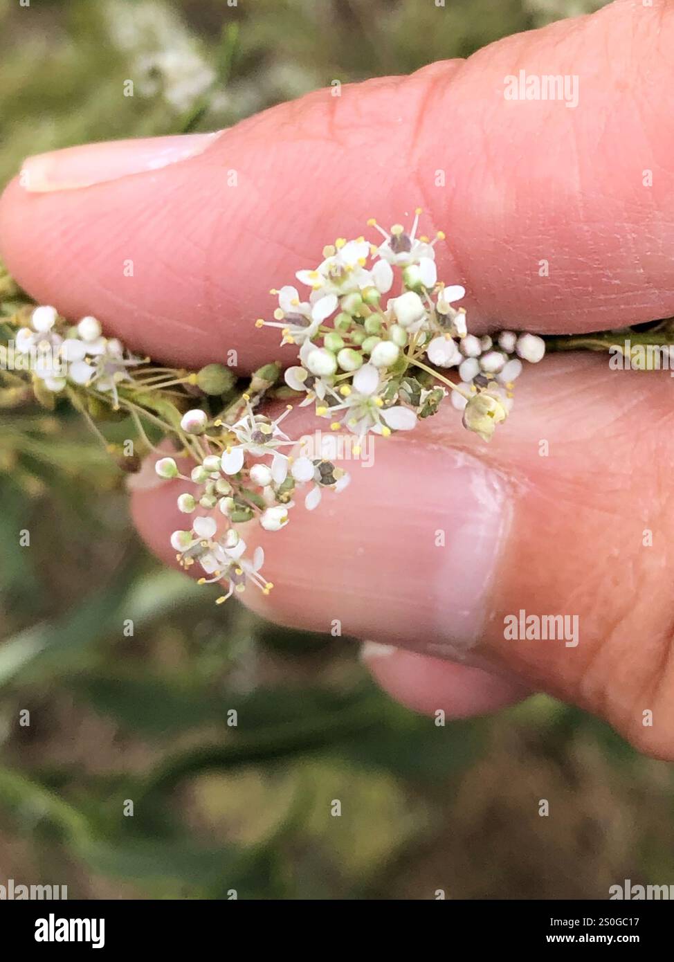 broadleaved pepperweed (Lepidium latifolium Stock Photo - Alamy