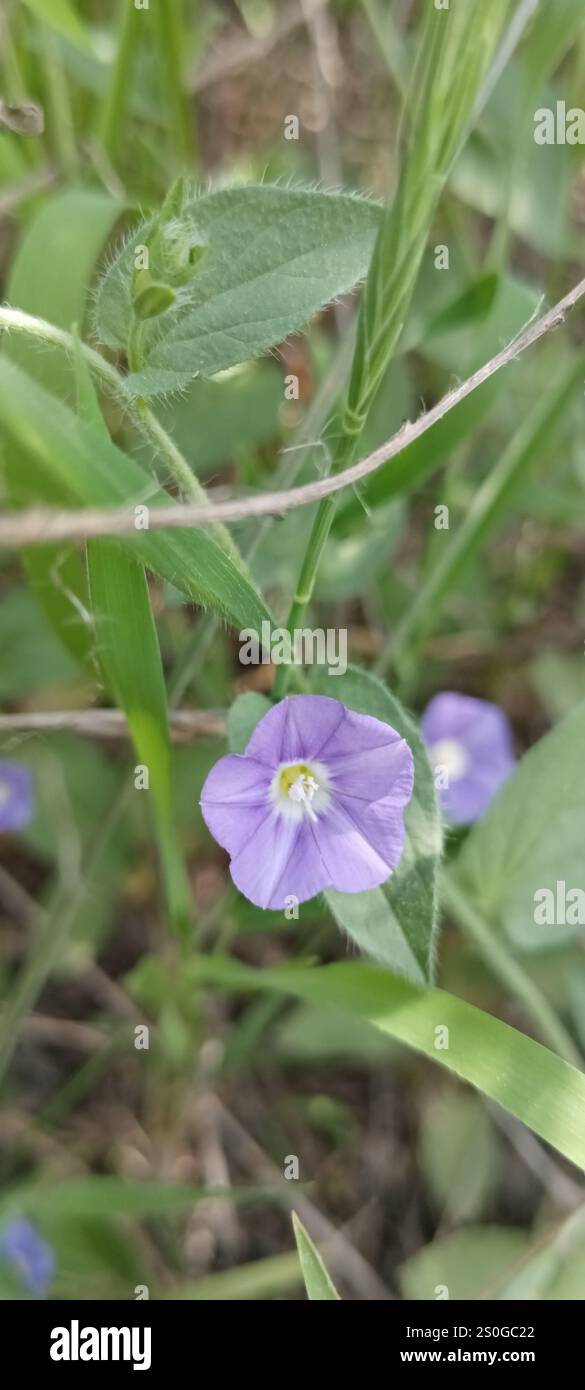 Small Blue Convolvulus (Convolvulus siculus Stock Photo - Alamy