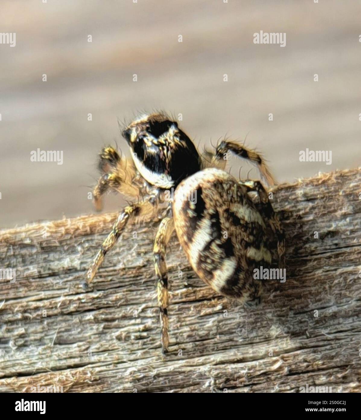 Zebra Jumping Spider (Salticus scenicus Stock Photo - Alamy